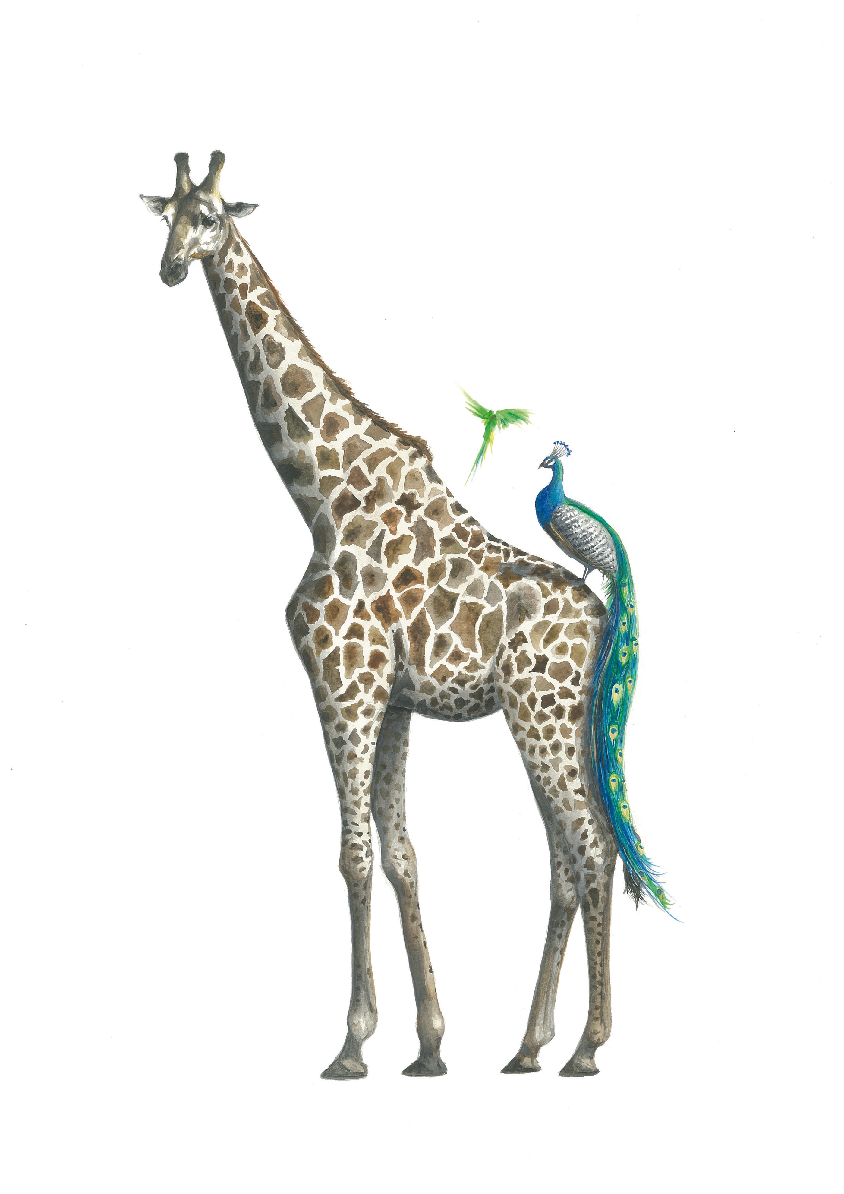 Giraffe and Peacock-Muriel and George Print| Prints – Killy & Co