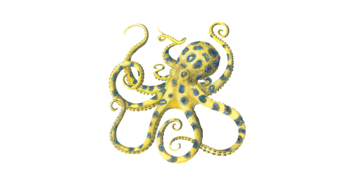 Octopus - Emilio Print – Killy & Co